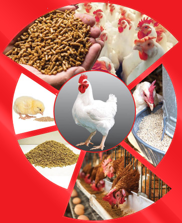 Apollo Feeds Pvt. Ltd. / एपोलो फिड्स प्रा.लि. - Home